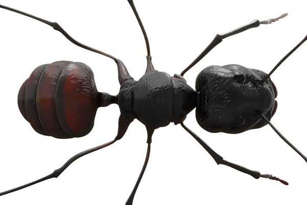 blend hymenoptera ant