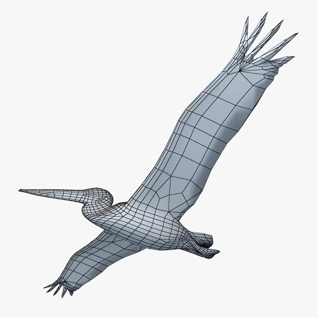3d Model Of Pelican