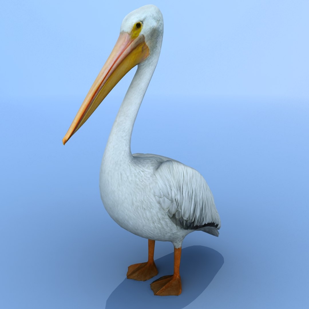 3d Model Of Pelican