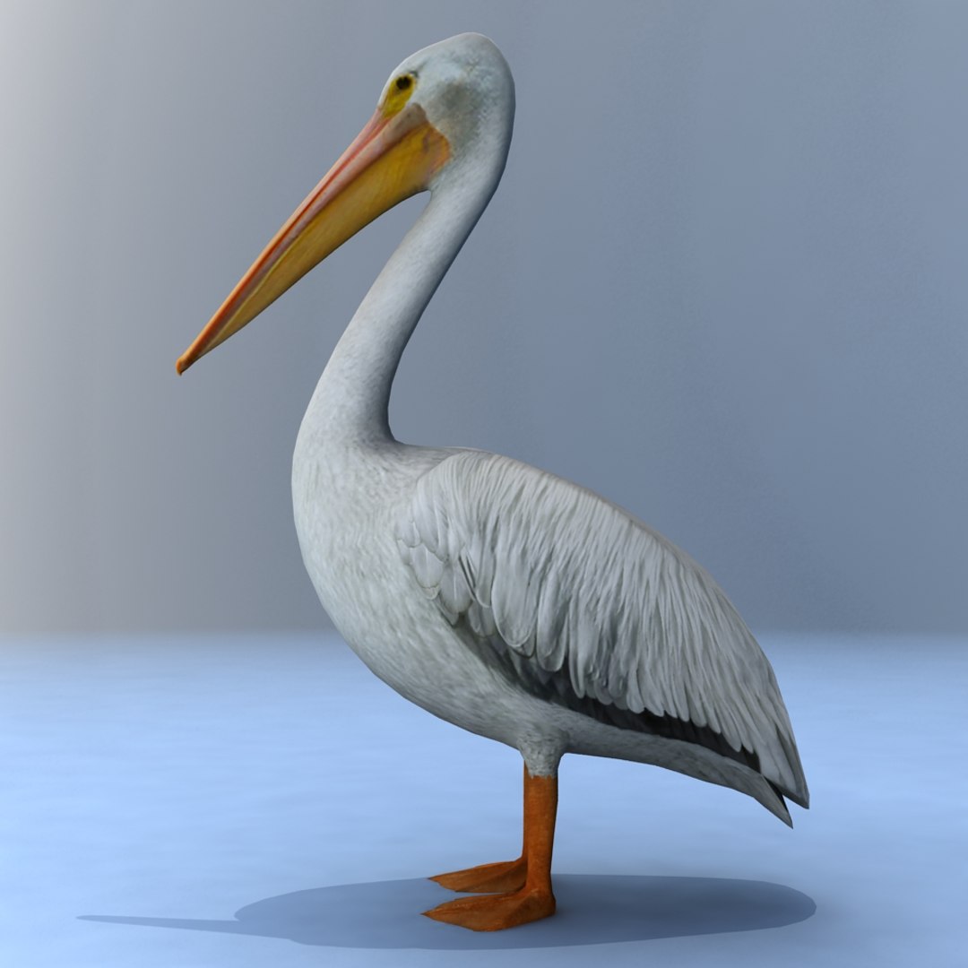 3d Model Of Pelican