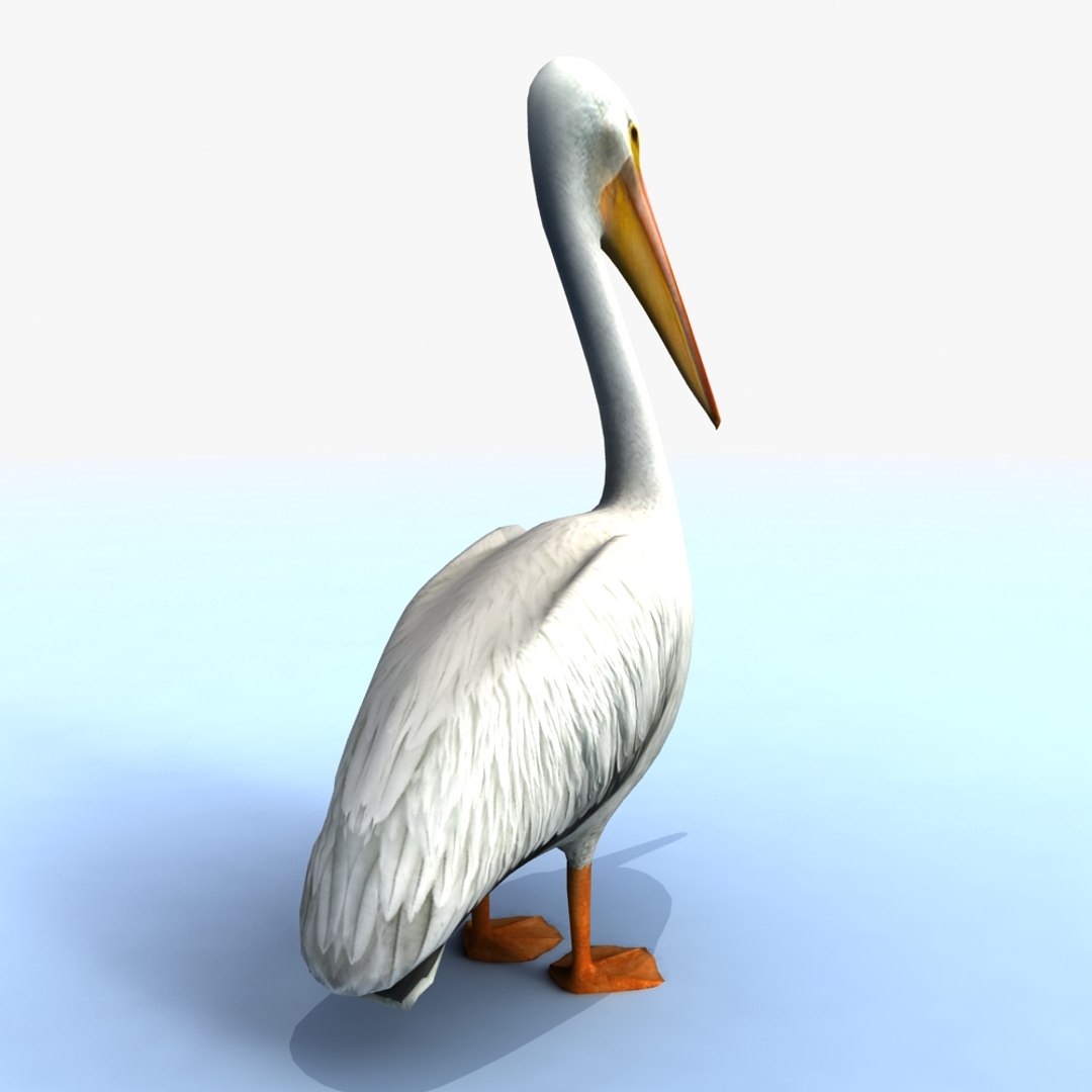 3d Model Of Pelican