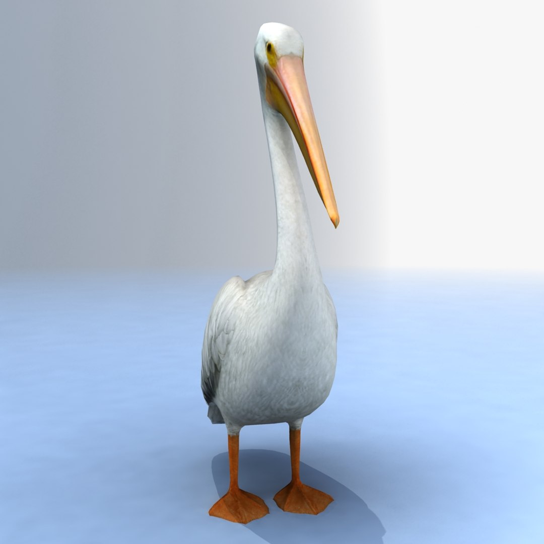 3d Model Of Pelican