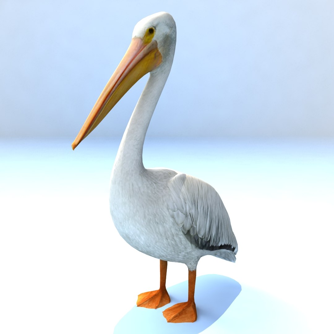 3d Model Of Pelican