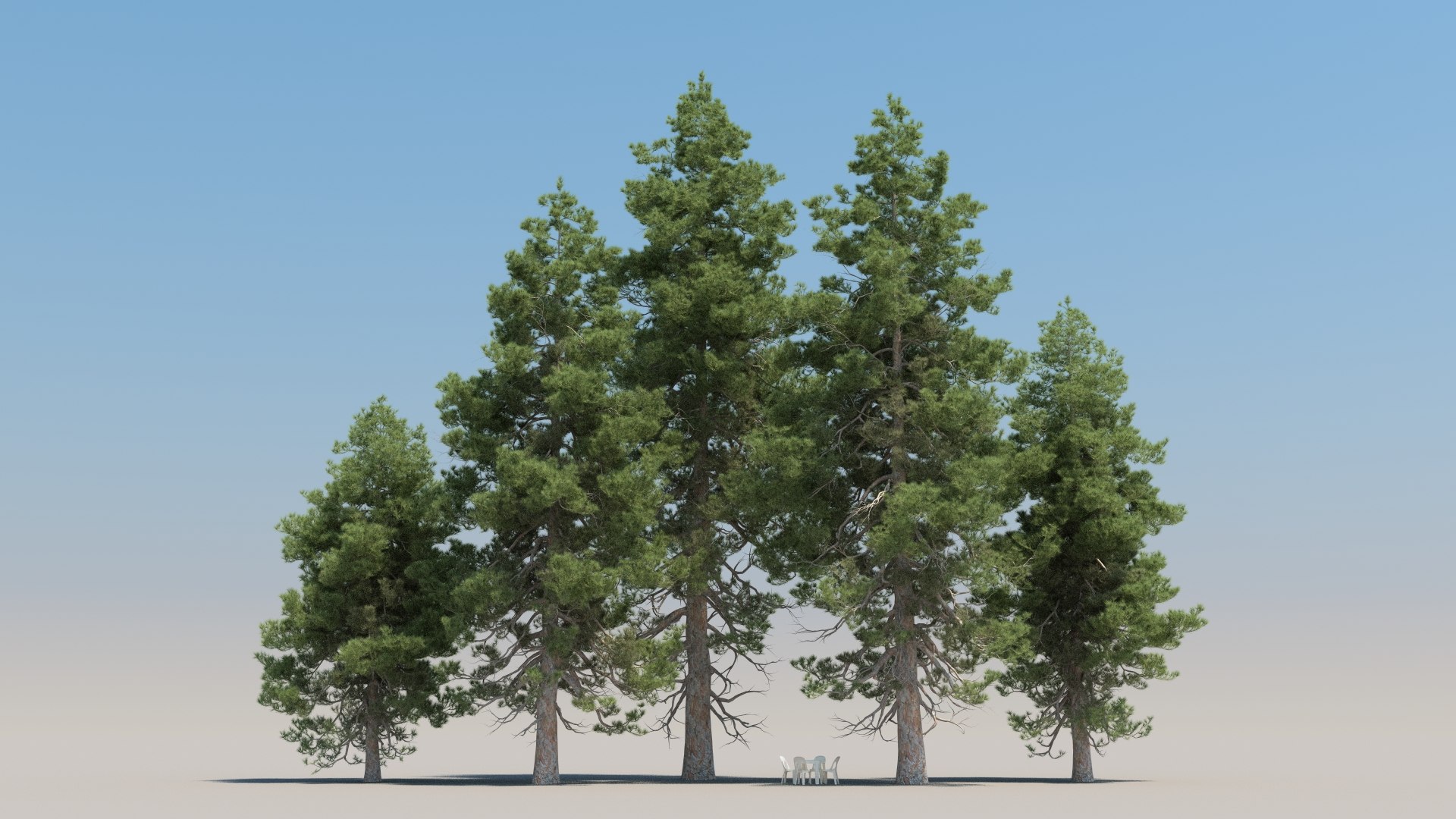 20 pinus cembra trees 3d max
