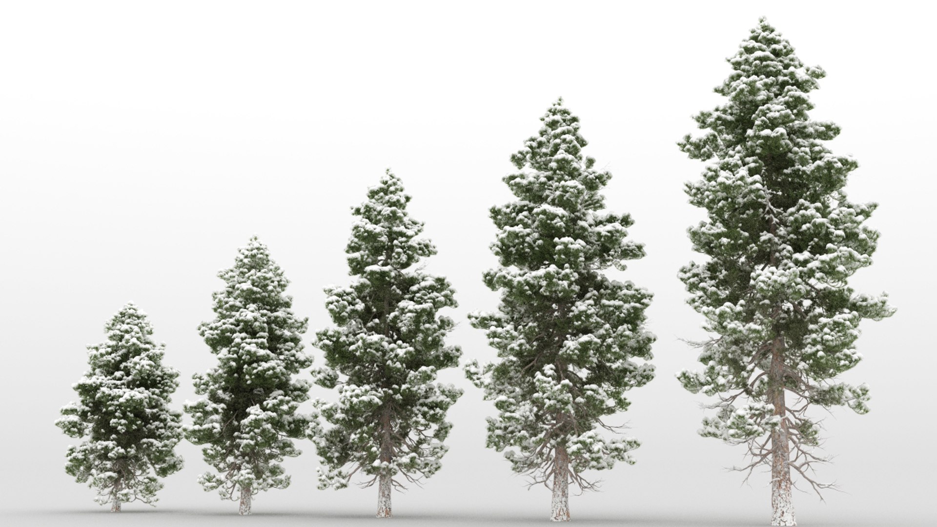 20 Pinus Cembra Trees 3d Max