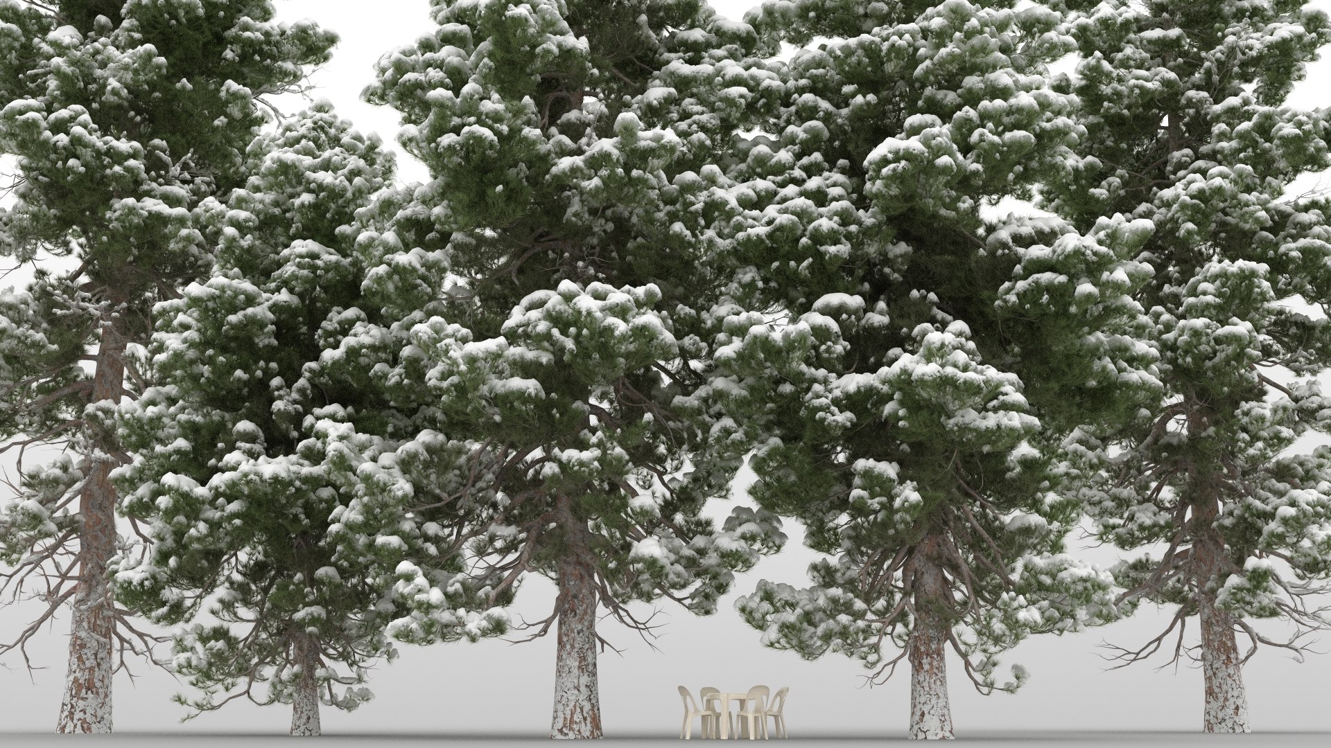 20 Pinus Cembra Trees 3d Max