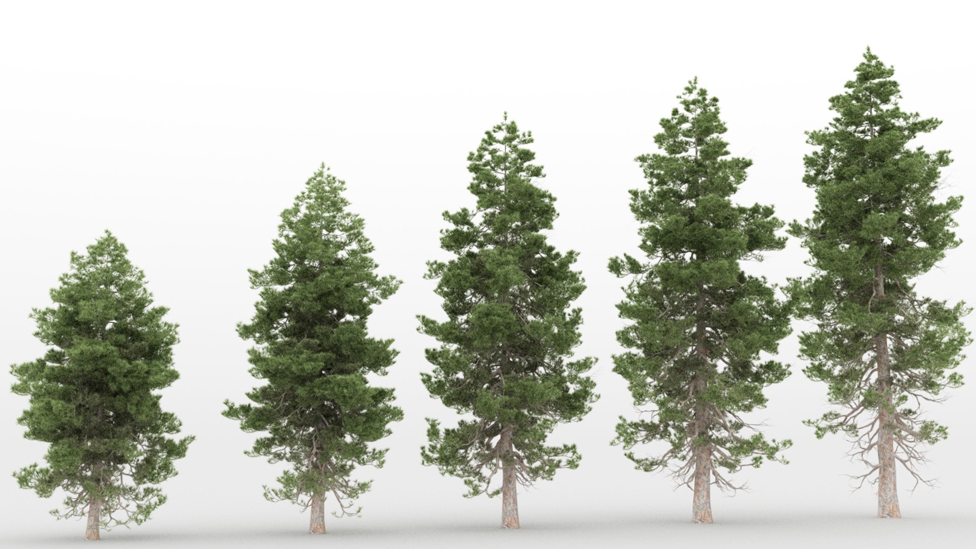 20 Pinus Cembra Trees 3d Max