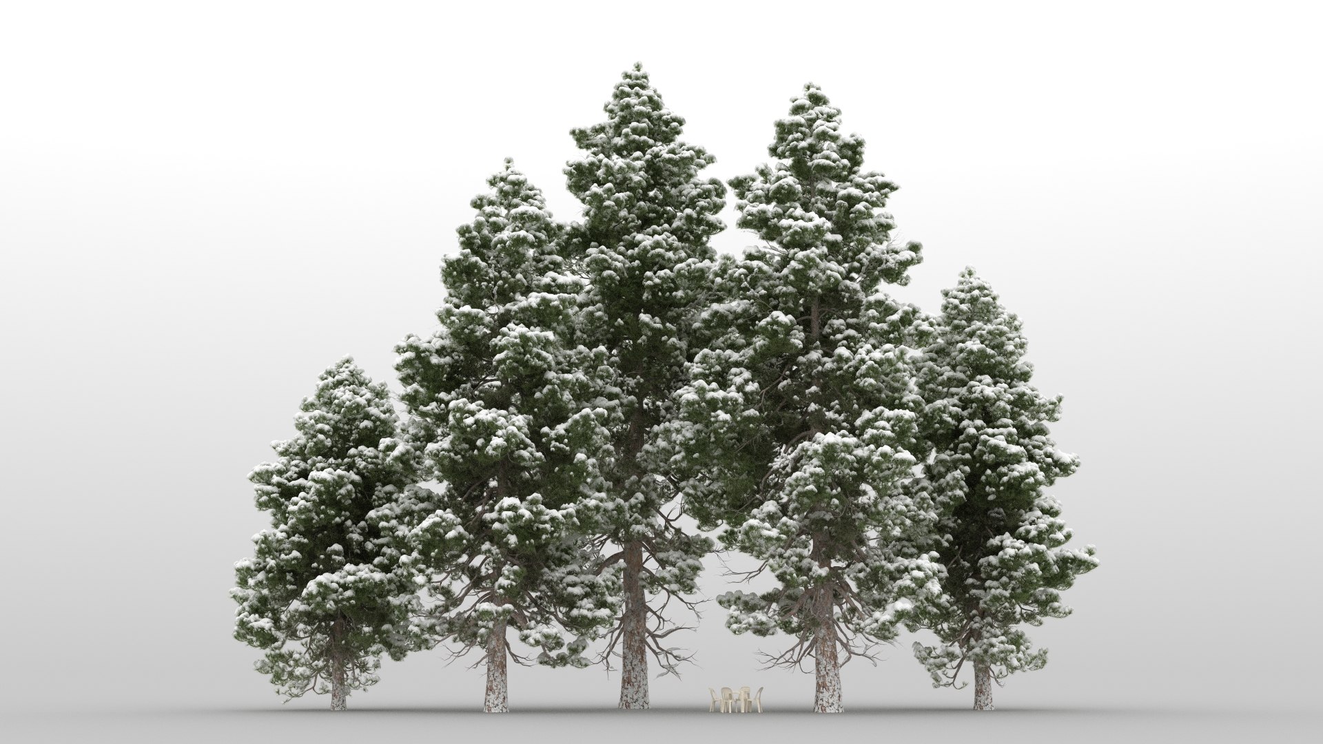 20 Pinus Cembra Trees 3d Max