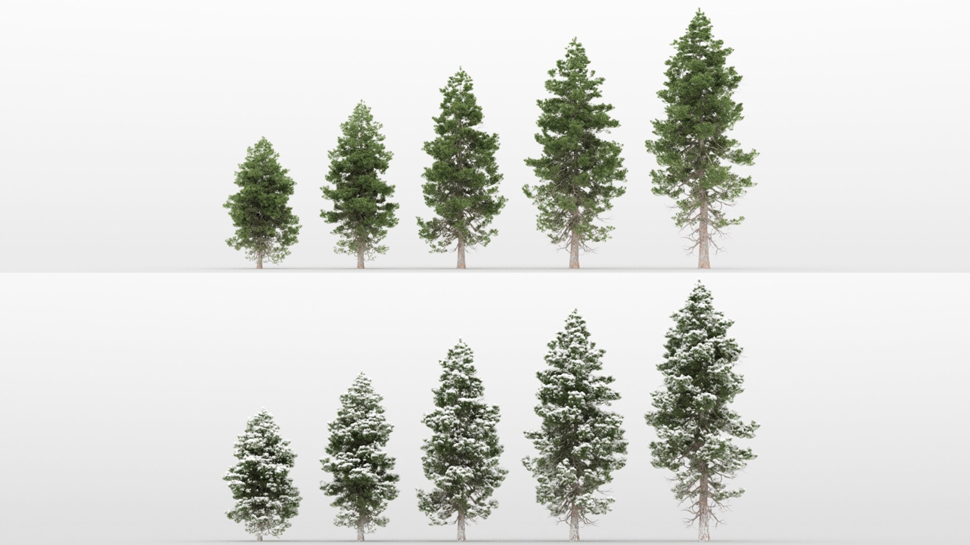 20 Pinus Cembra Trees 3d Max