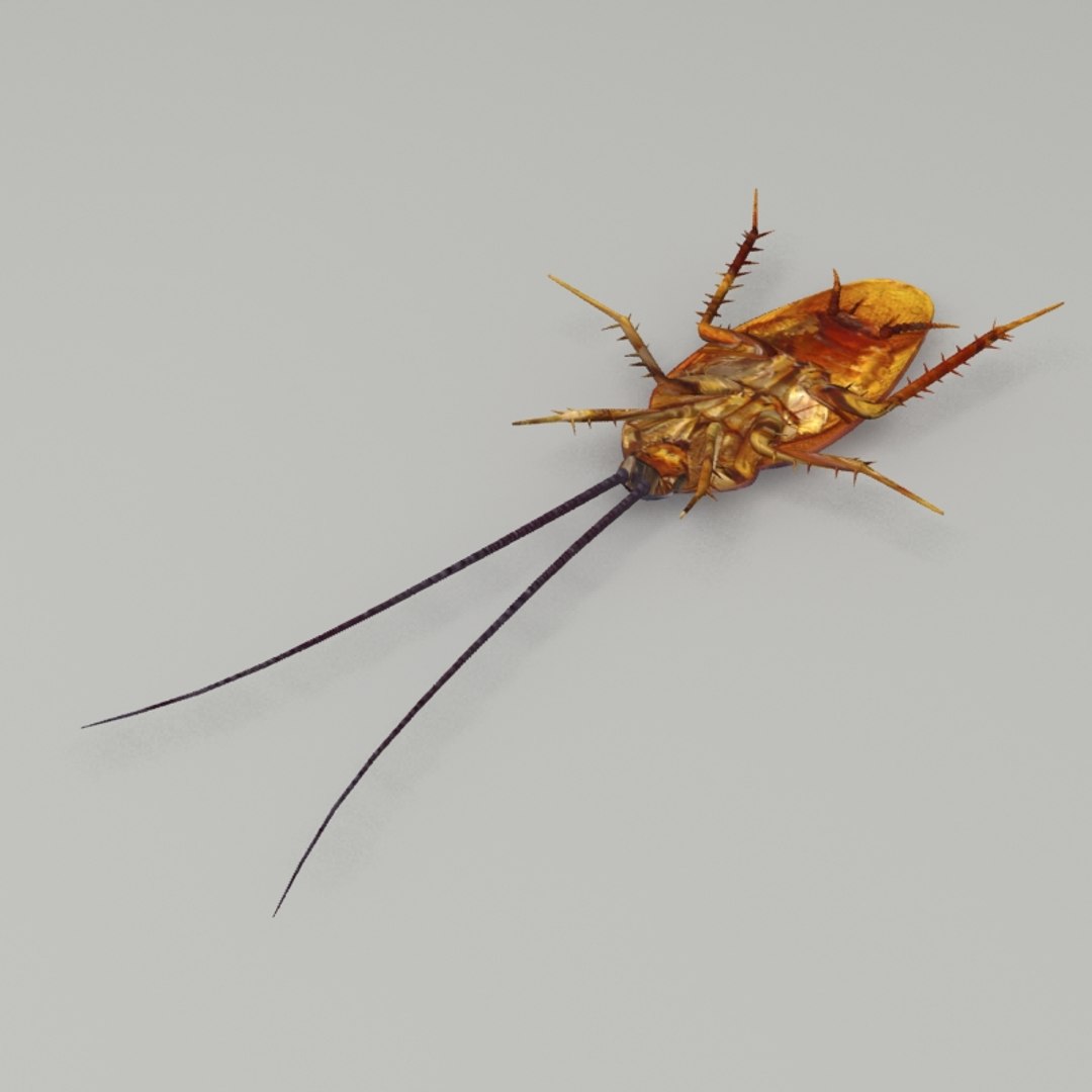 cockroach modeled max