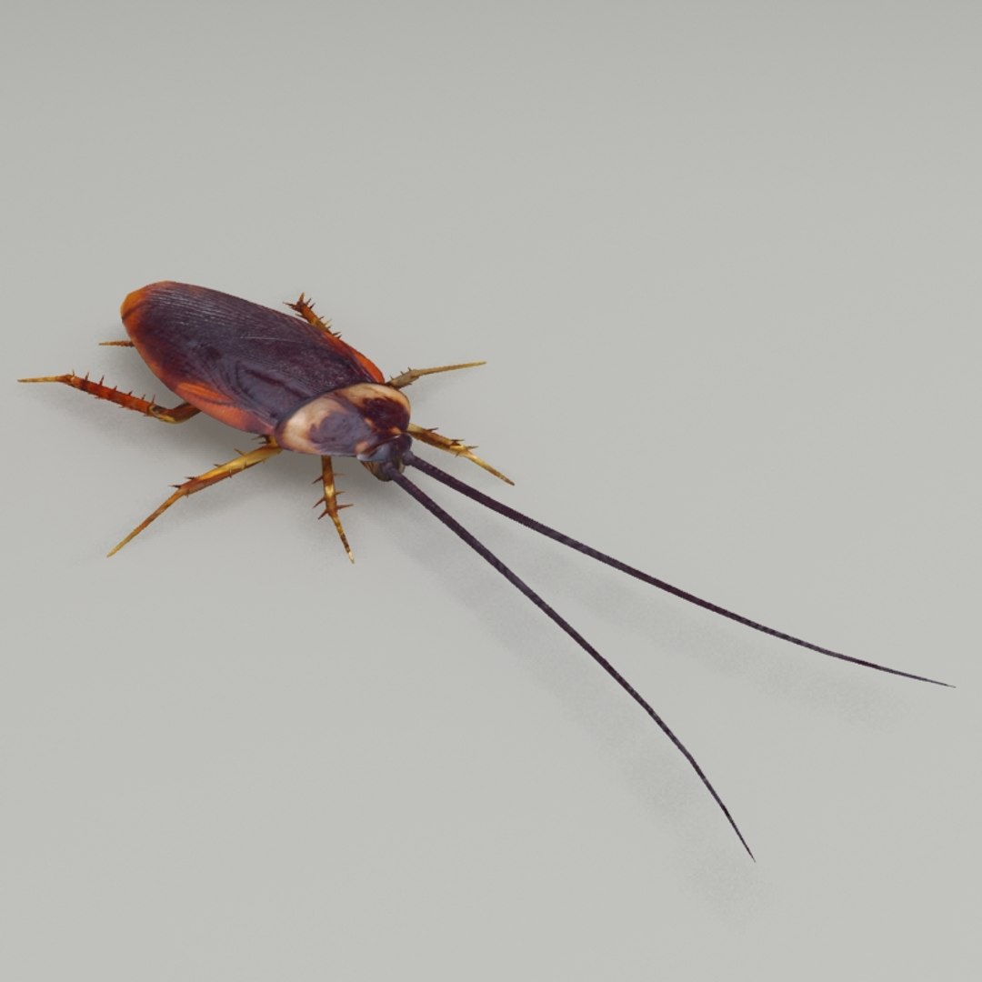 cockroach modeled max