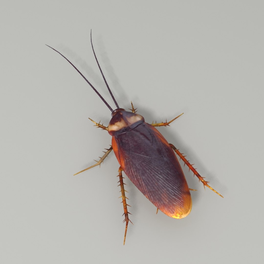 cockroach modeled max