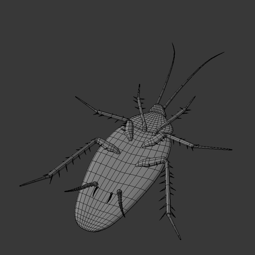 cockroach modeled max