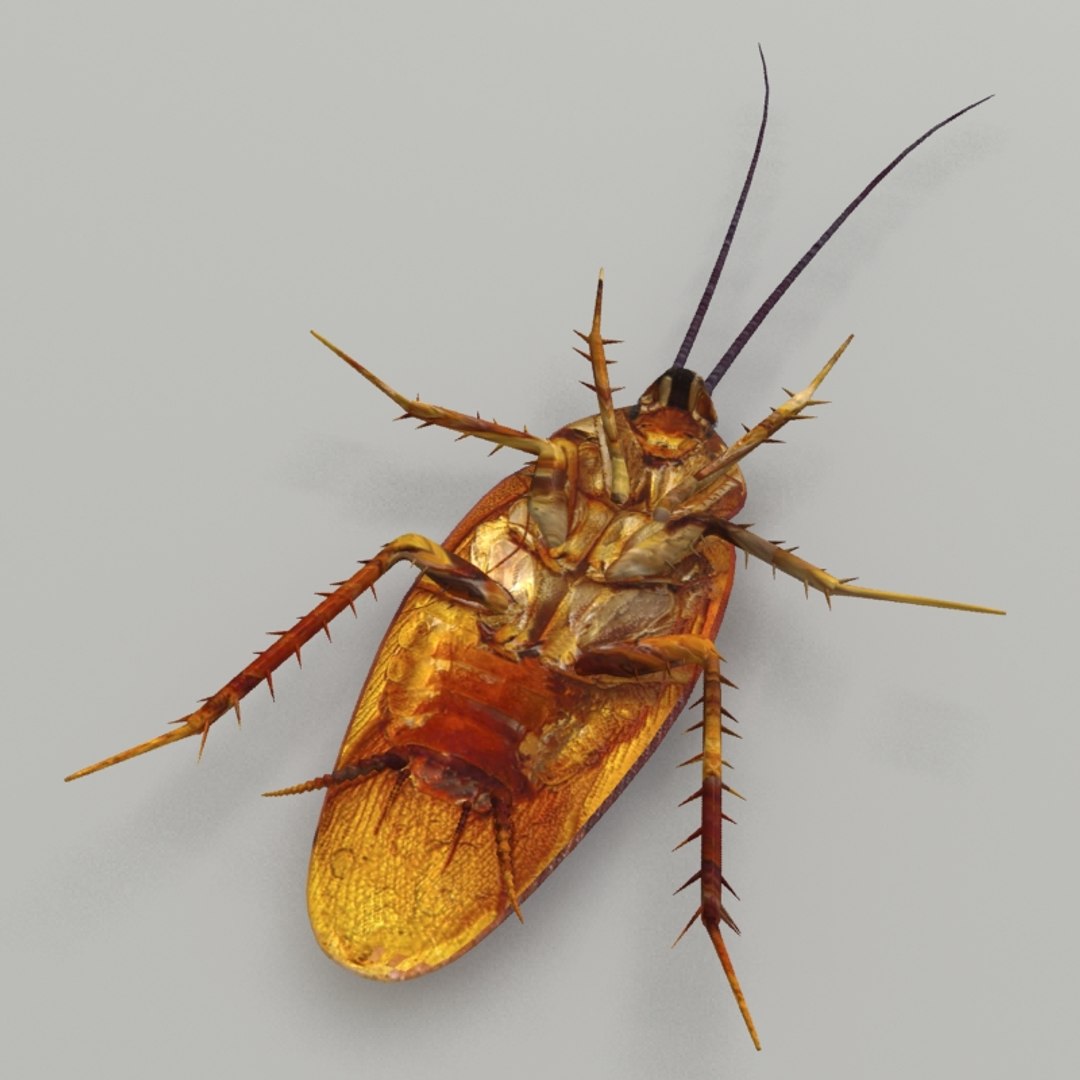 cockroach modeled max