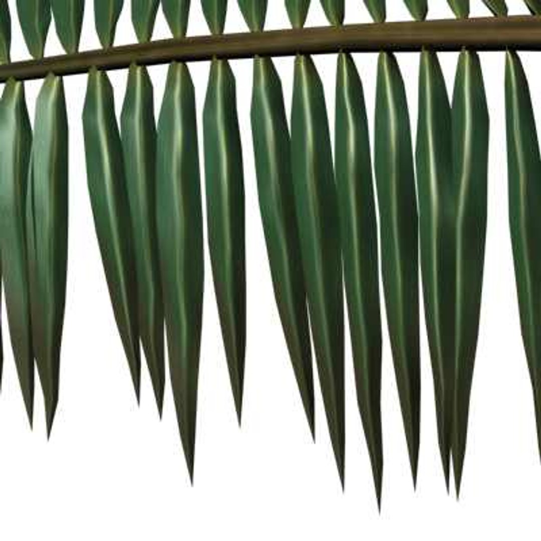 3d Palm Branch