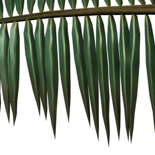 3d palm branch
