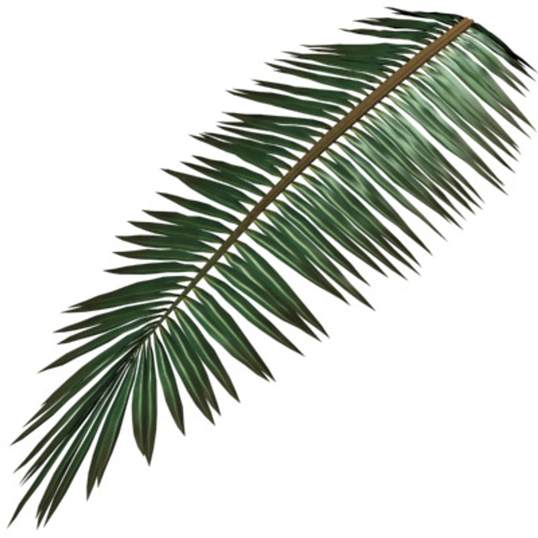 3d palm branch