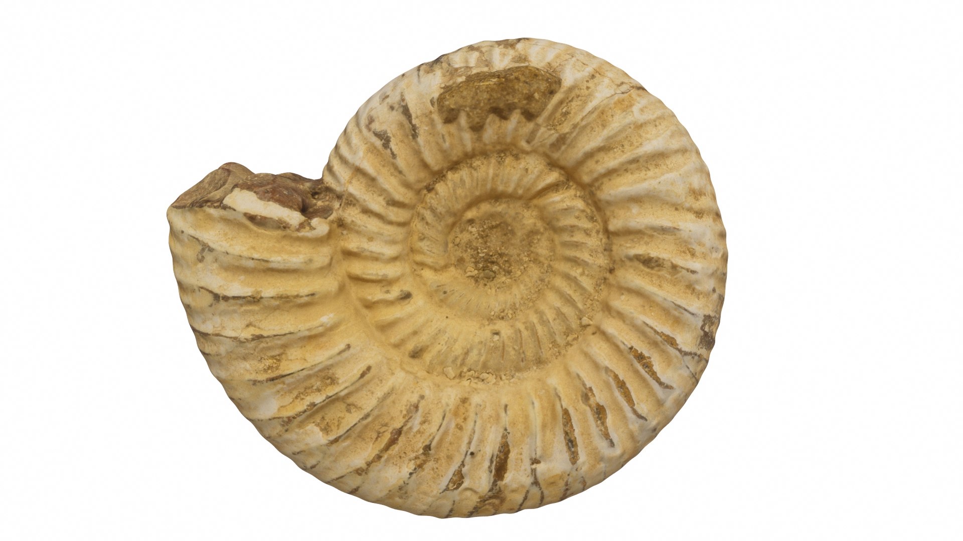 Fossil Model - TurboSquid 2265524