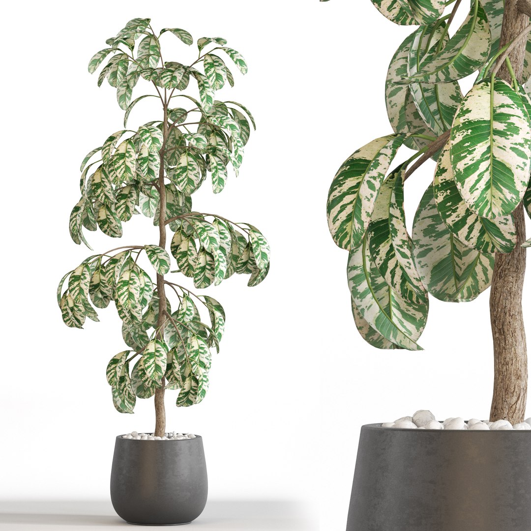 3D Plants Collection 755 - TurboSquid 1941670