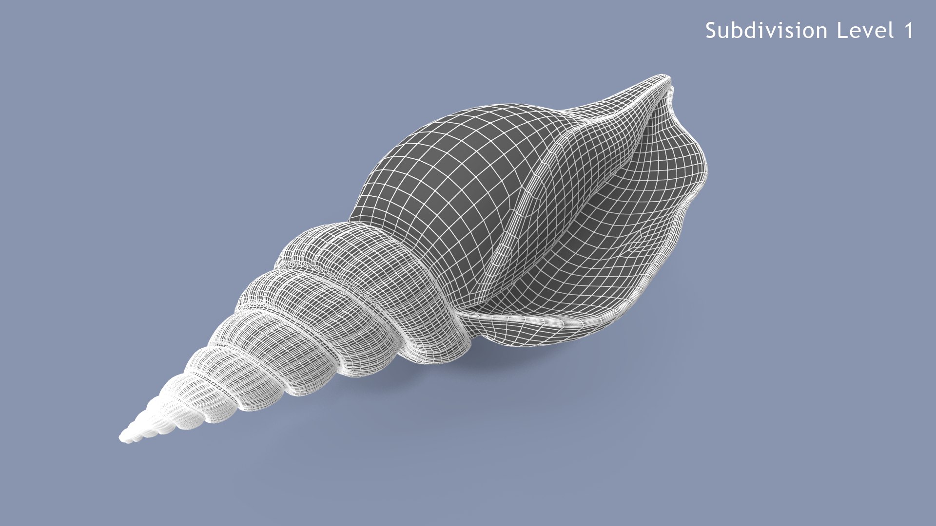 3D Sea Shell 02 01 Model - TurboSquid 1736525