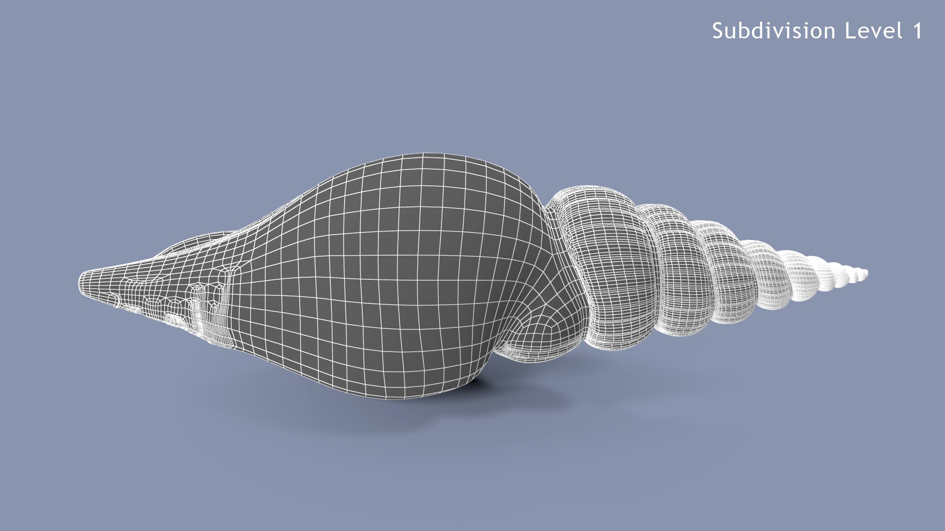 3D Sea Shell 02 01 Model - TurboSquid 1736525