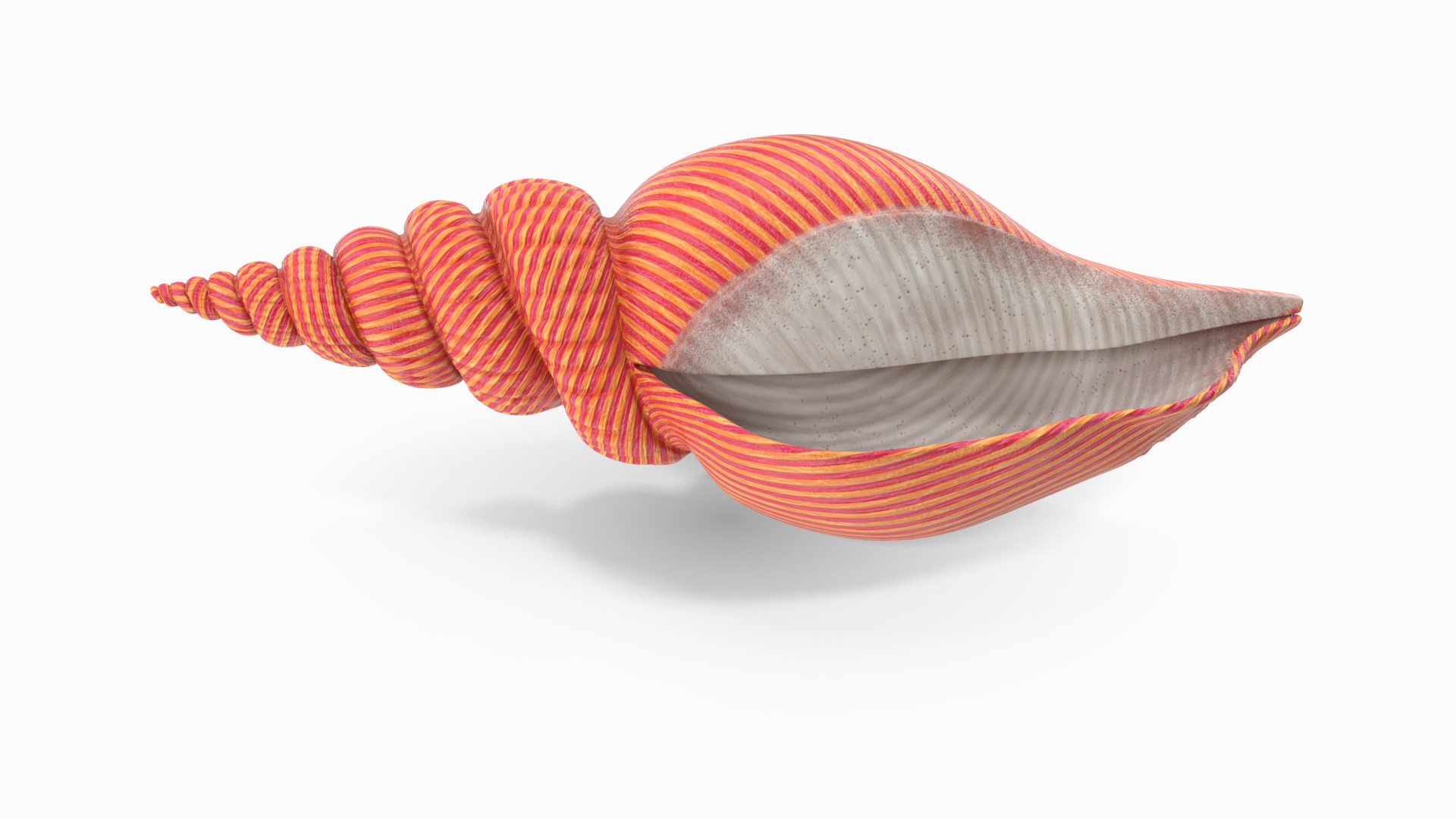 3D Sea Shell 02 01 Model - TurboSquid 1736525