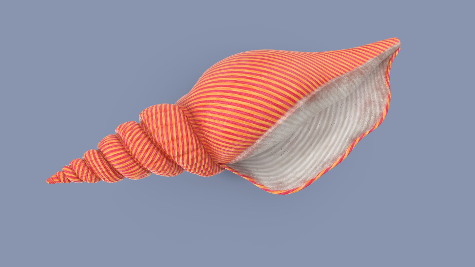 3D Sea Shell 02 01 Model - TurboSquid 1736525
