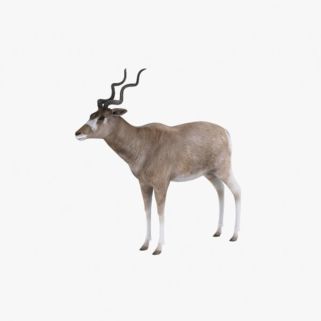 Addax 3d Model