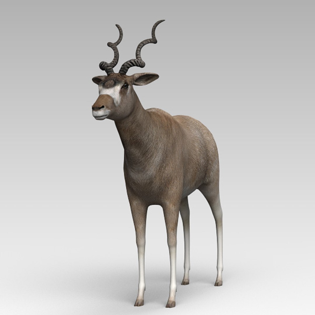 Addax 3d Model