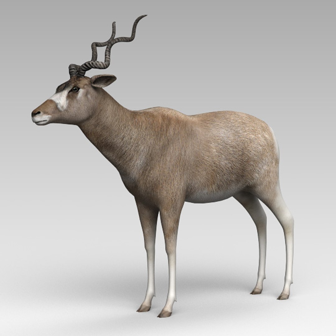 Addax 3d Model