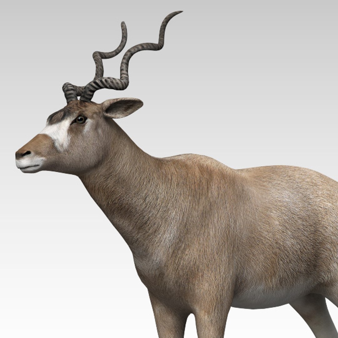 Addax 3d Model