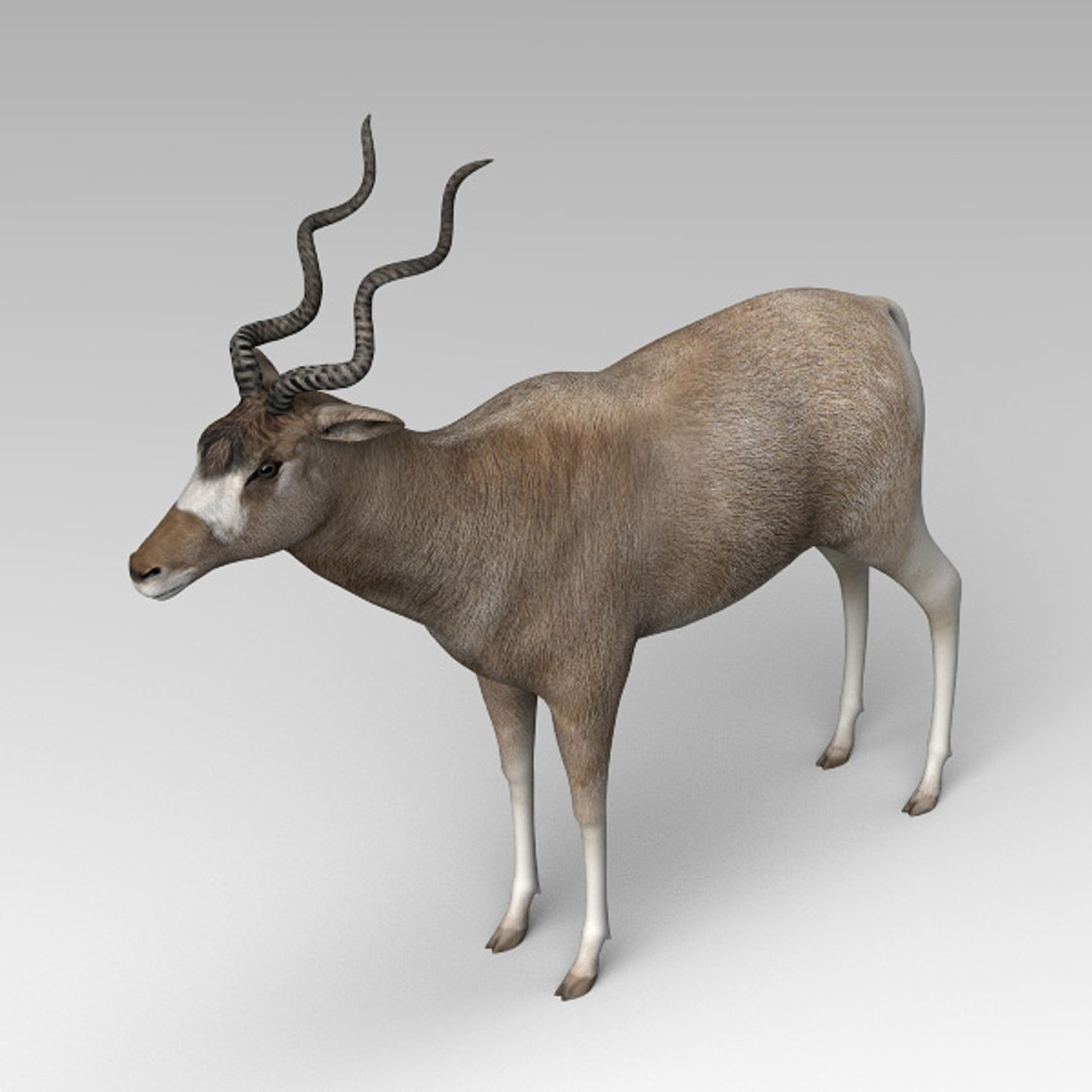 Addax 3d Model