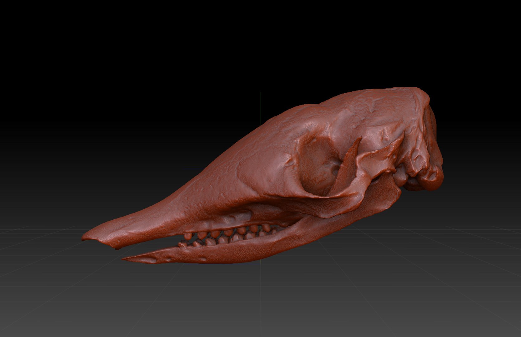 3d Armadillo Skull Model