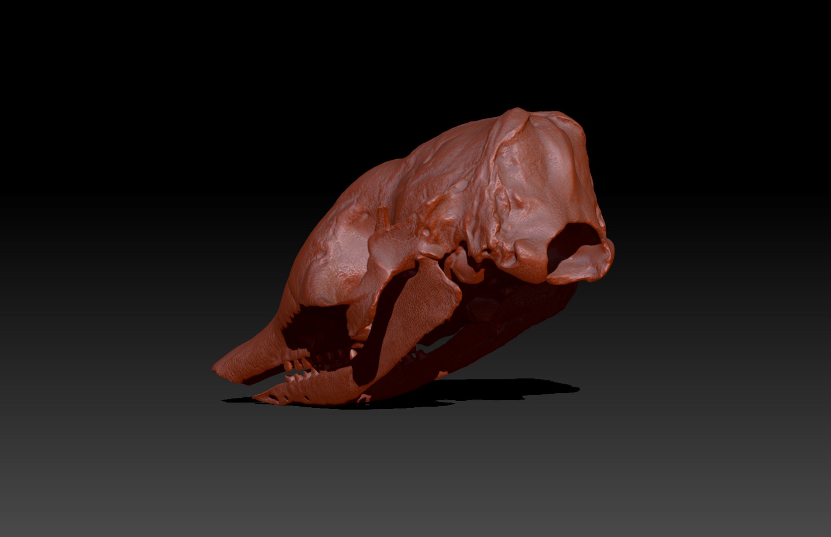3d Armadillo Skull Model
