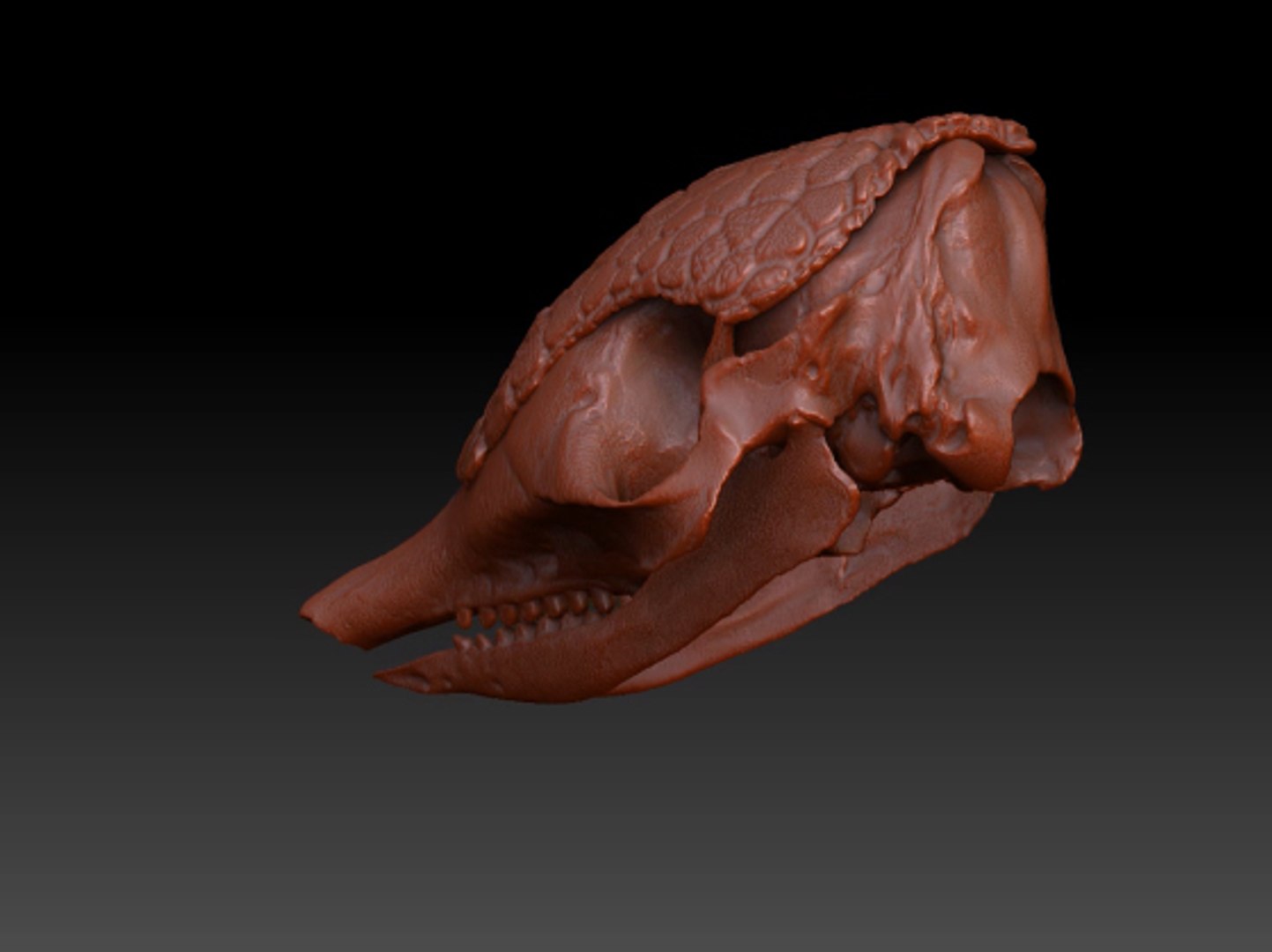3d Armadillo Skull Model