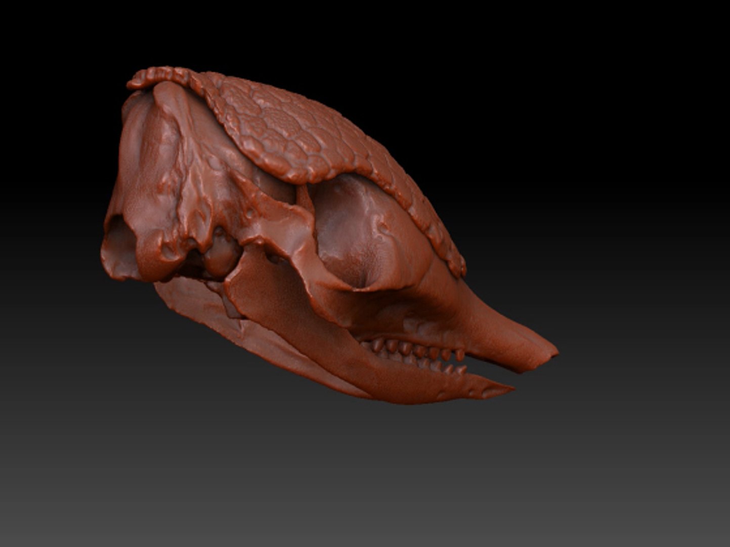 3d Armadillo Skull Model