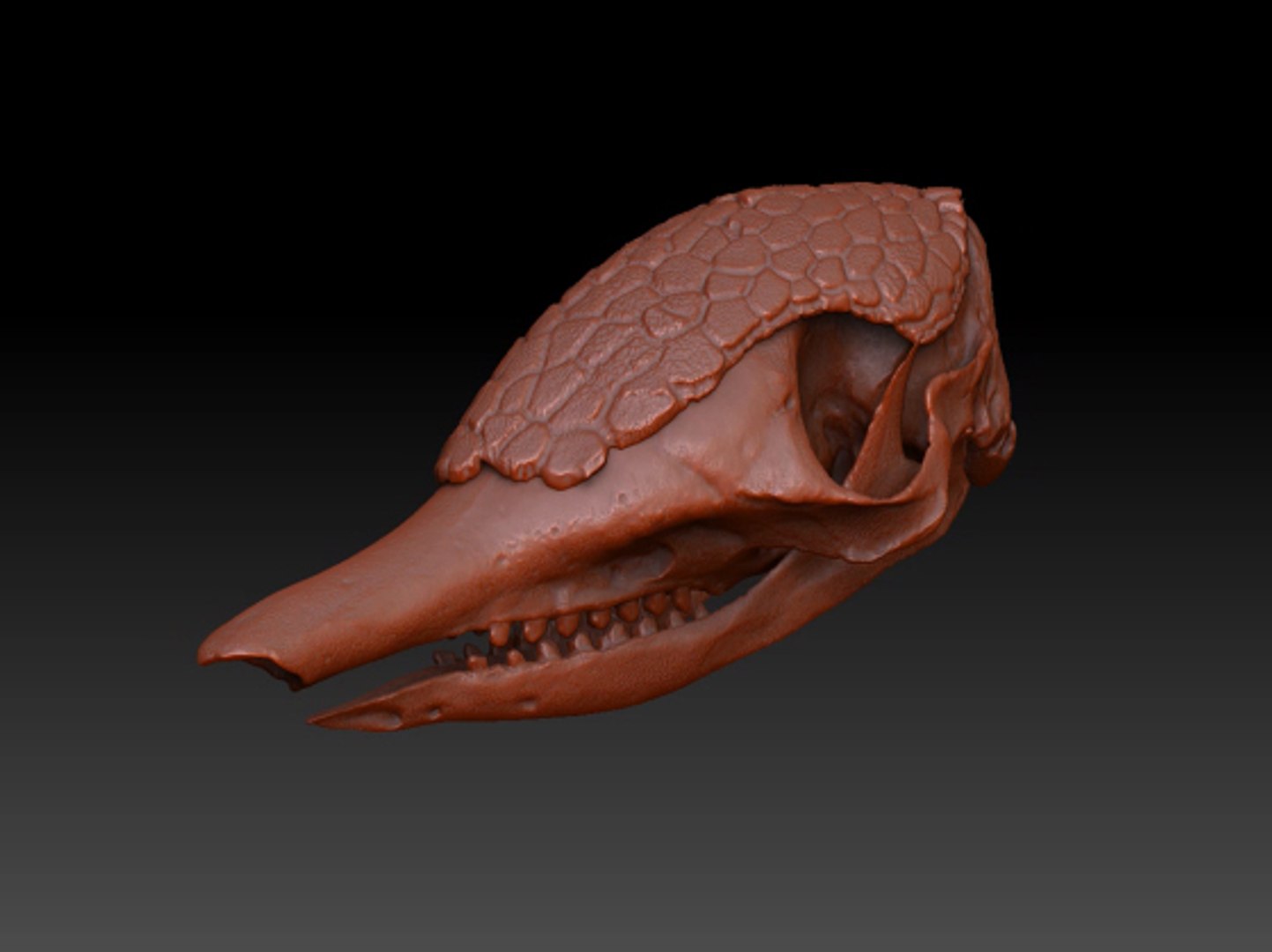 3d Armadillo Skull Model