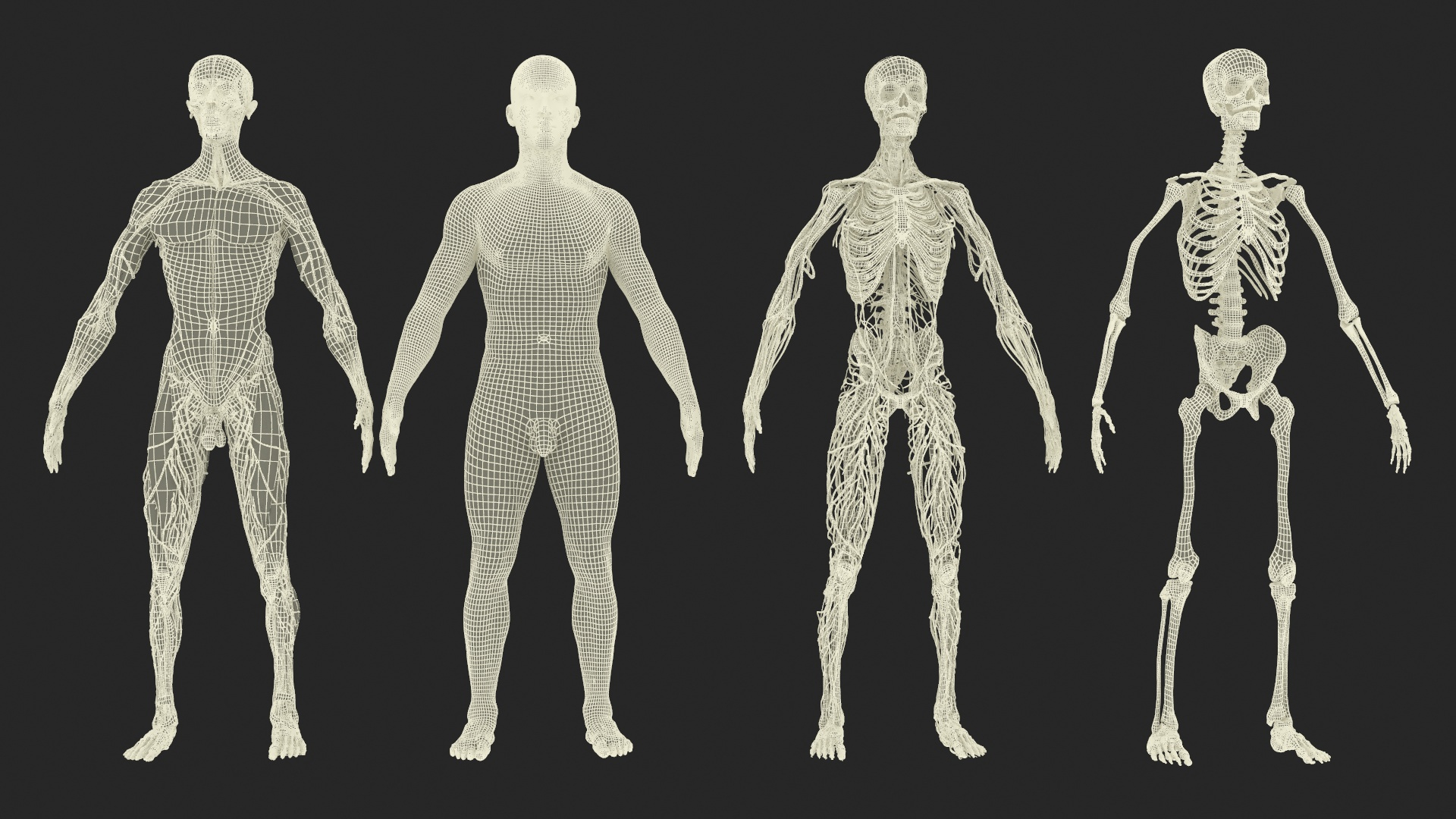 3D Realistic Male Full Body Anatomy - TurboSquid 2302798