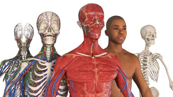 modelo 3d Anatomía masculina realista de cuerpo completo - TurboSquid ...