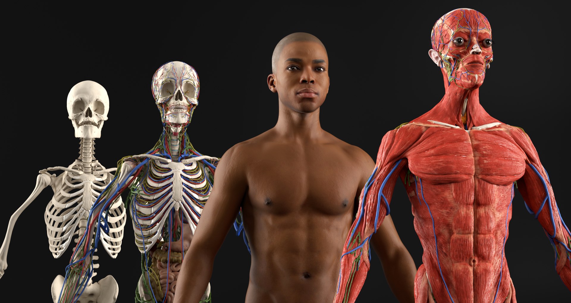 3D Realistic Male Full Body Anatomy - TurboSquid 2302798