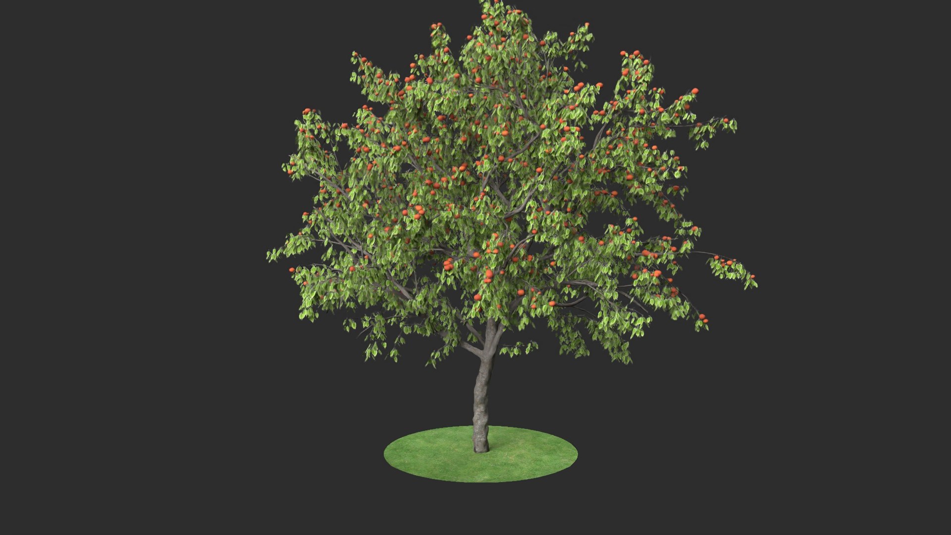 Apricot hight fruity 3D model - TurboSquid 1619439
