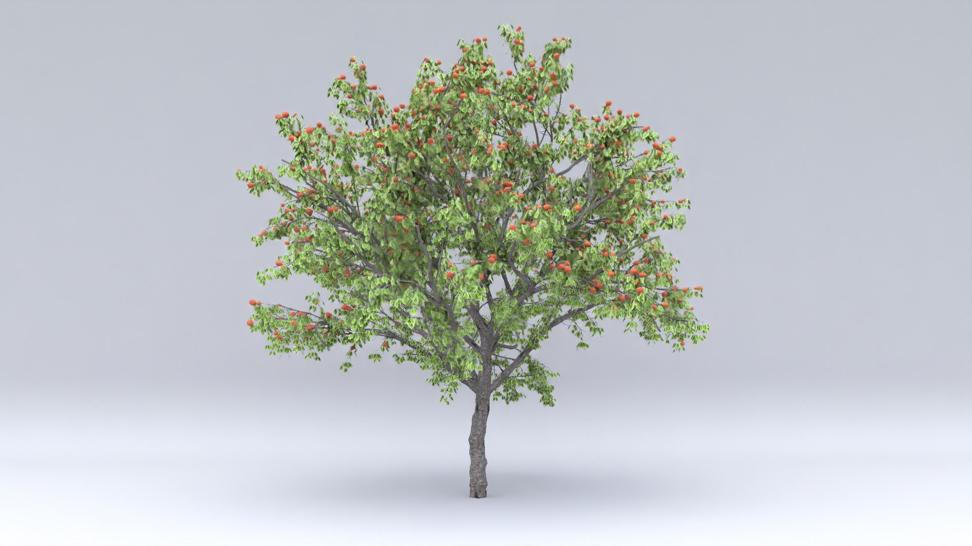 Apricot hight fruity 3D model - TurboSquid 1619439