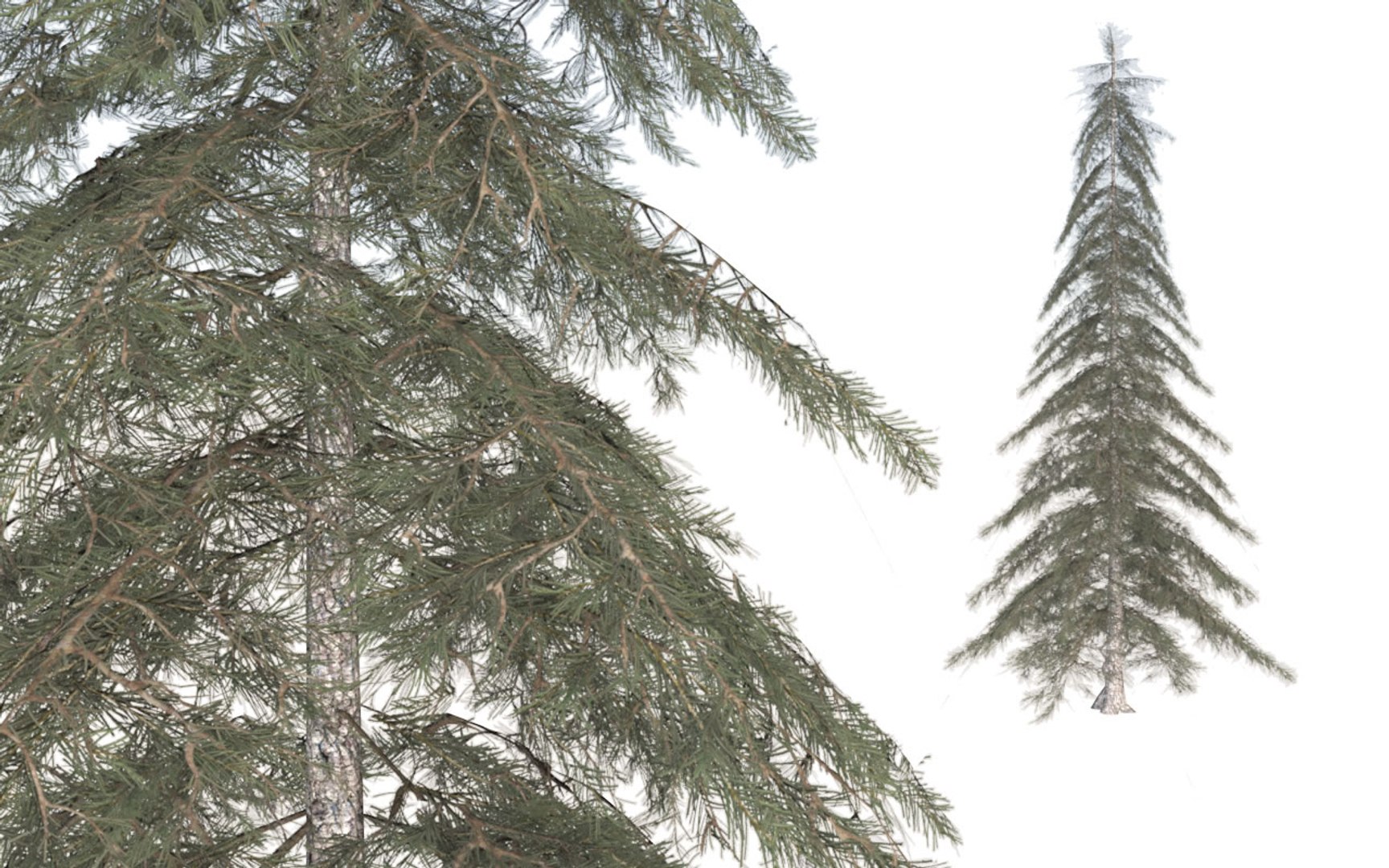3D Conifer Trees - TurboSquid 1513550