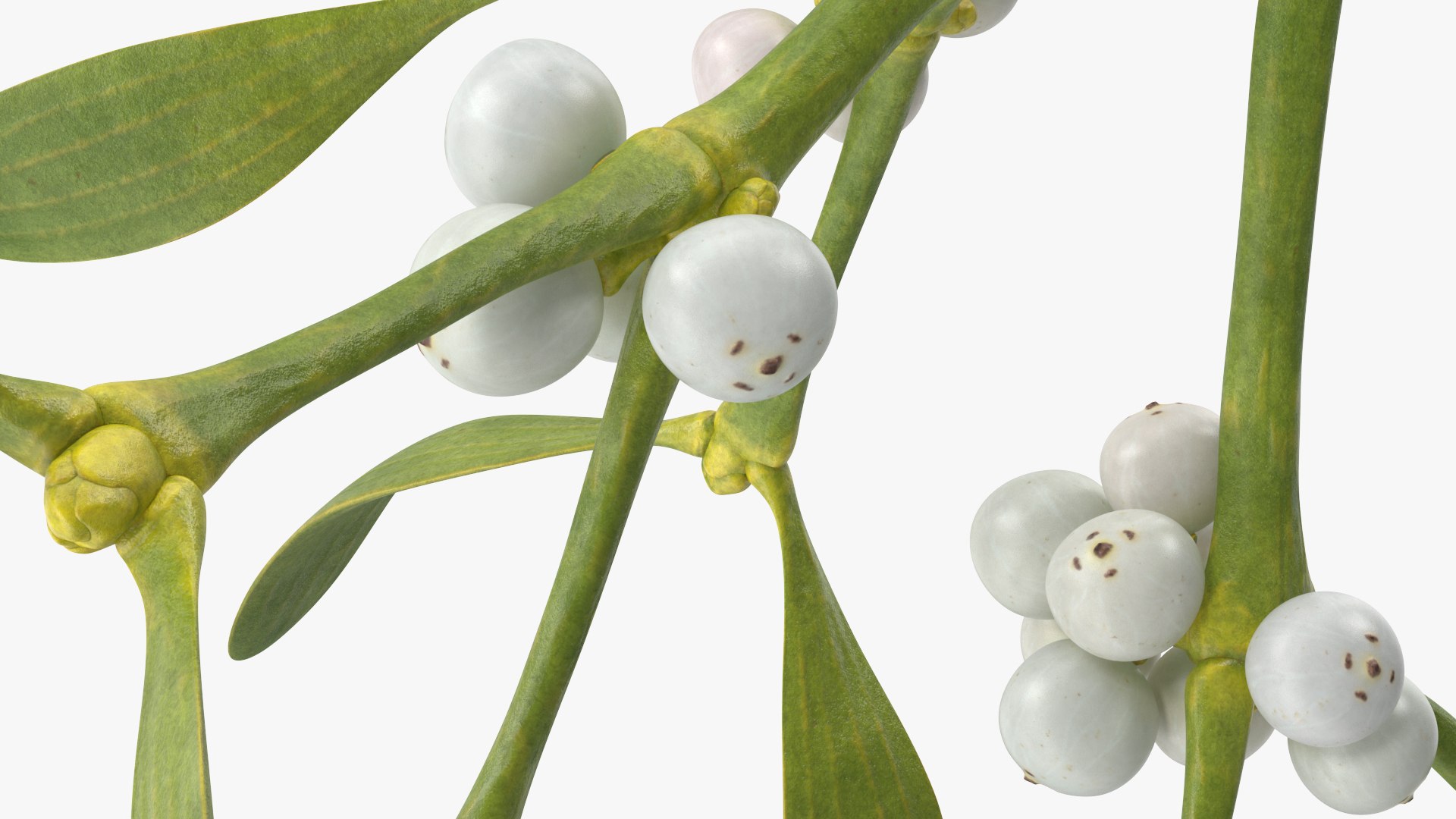 Mistletoe 3D model - TurboSquid 1803904