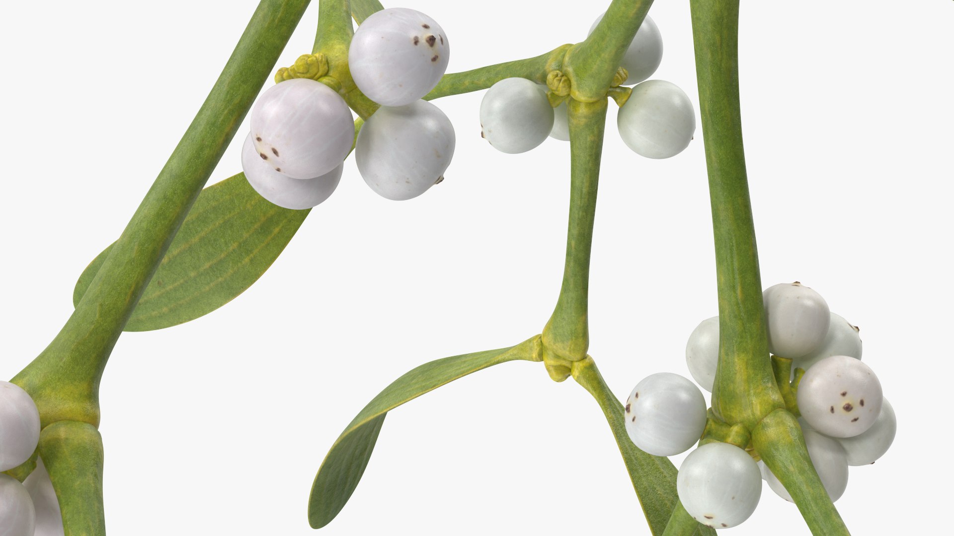 Mistletoe 3D model - TurboSquid 1803904