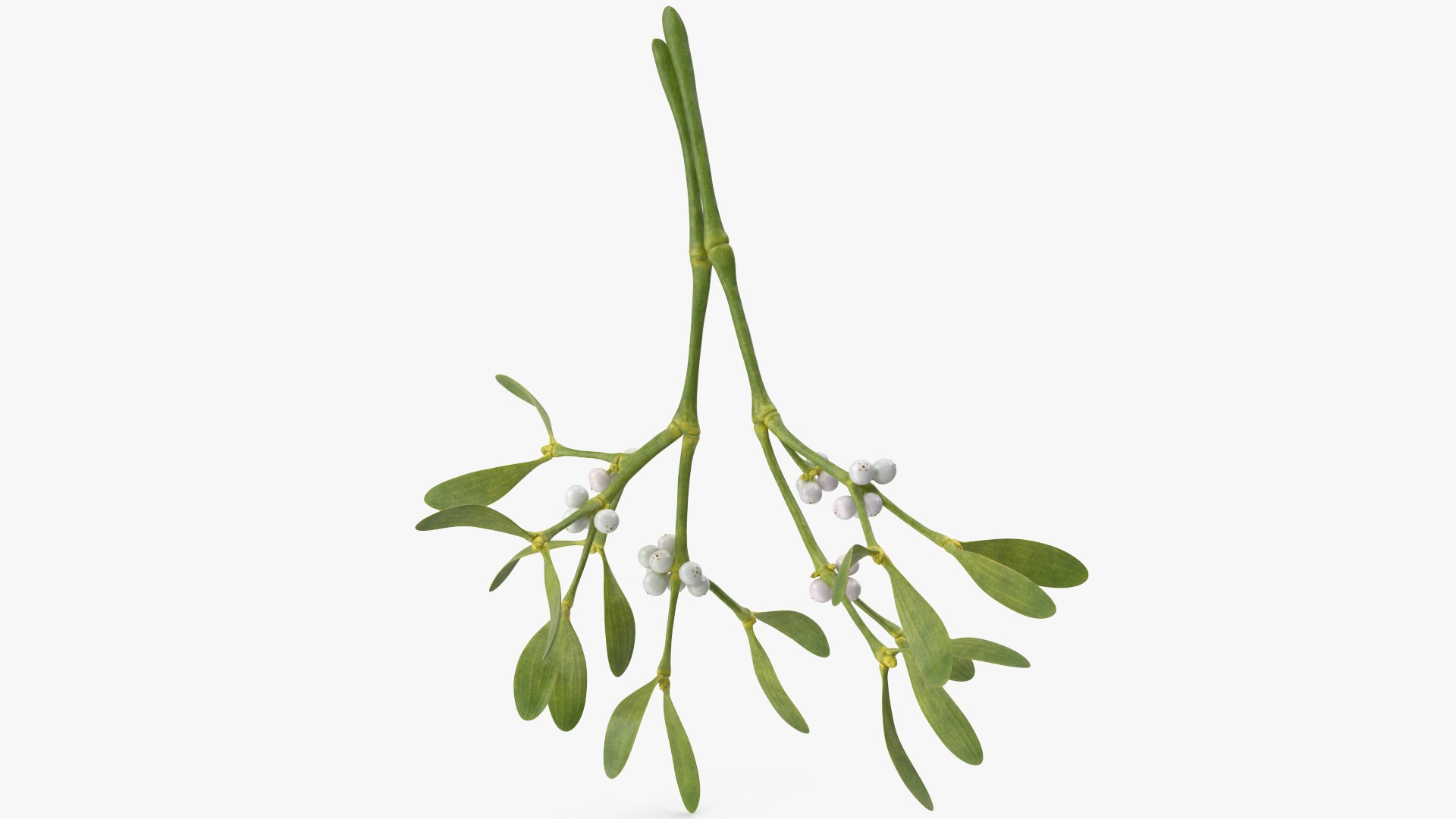 Mistletoe 3D model - TurboSquid 1803904