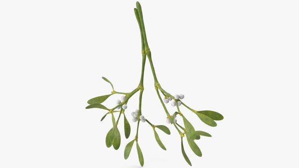 Mistletoe 3D model - TurboSquid 1803904
