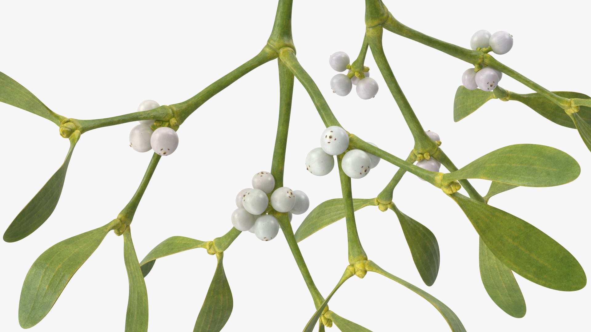 Mistletoe 3D model - TurboSquid 1803904