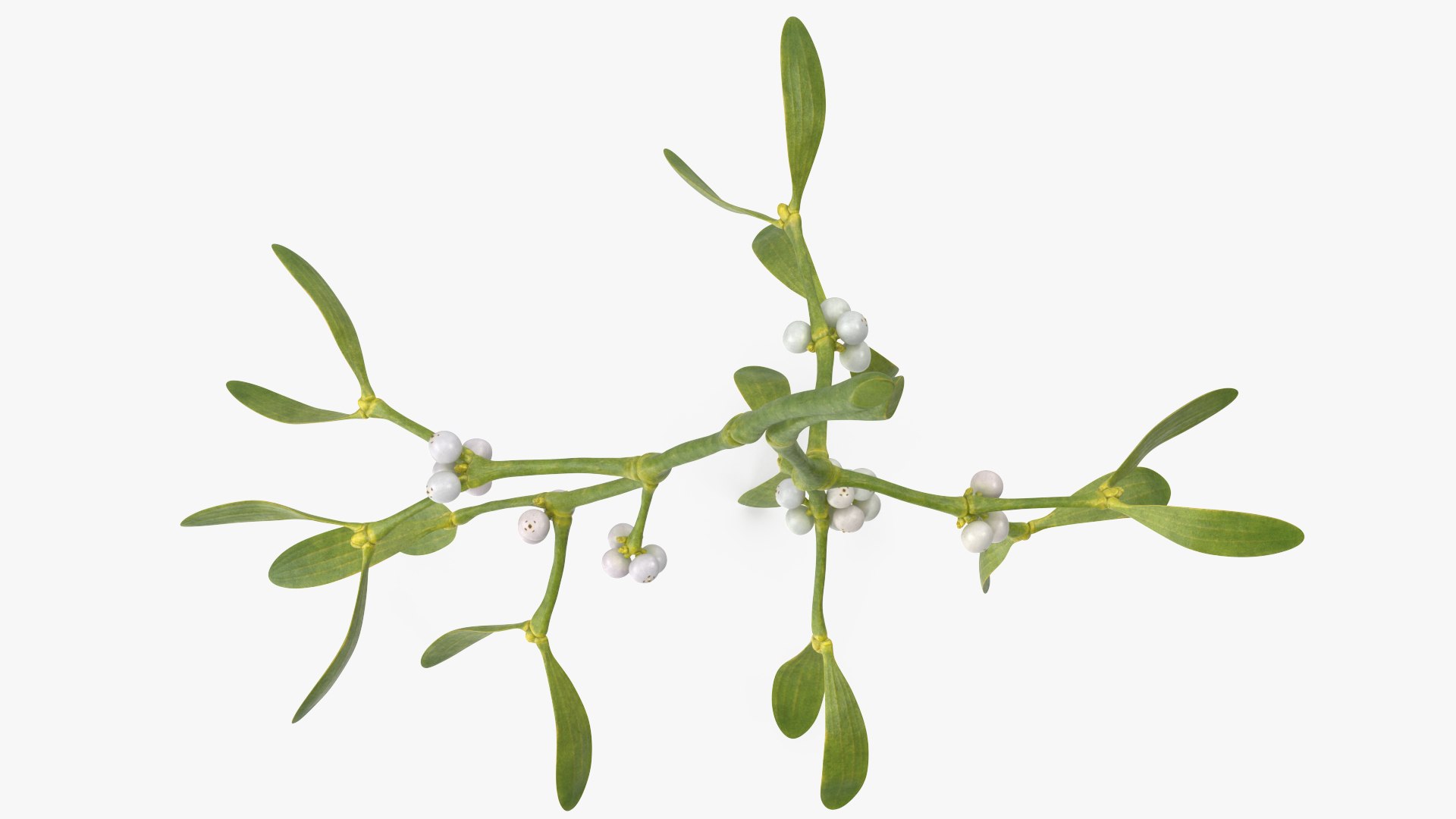 Mistletoe 3D model - TurboSquid 1803904