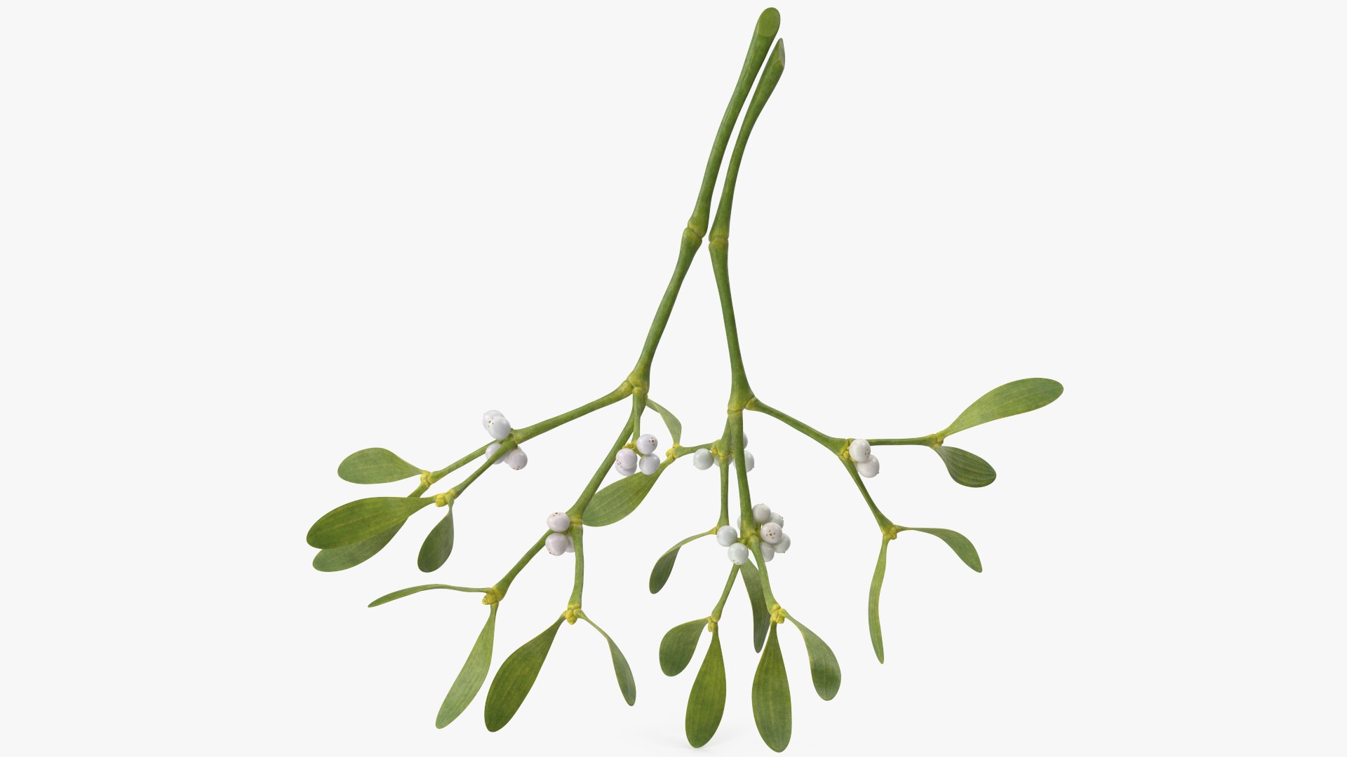 Mistletoe 3D model - TurboSquid 1803904